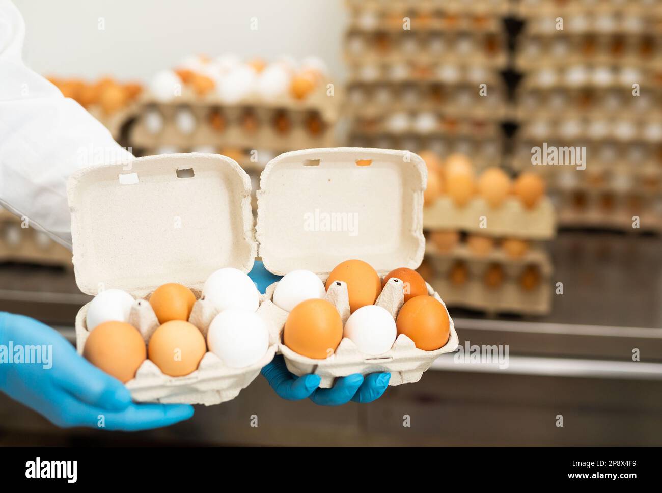Poultry egg collection system in chicken farm Stock Photo - Alamy