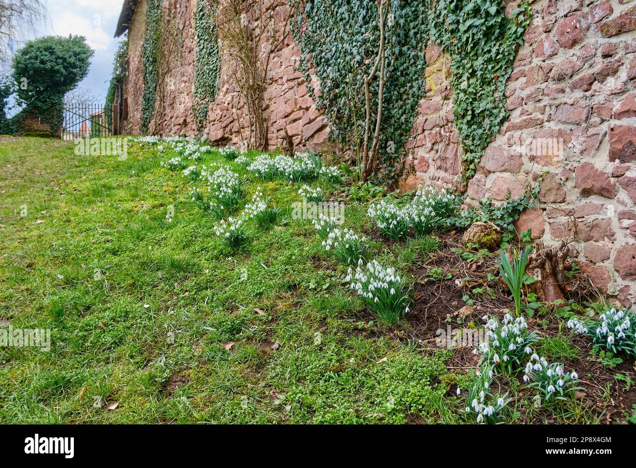 Early bloomers announce the arrival of spring, exemplified by snowdrops ...