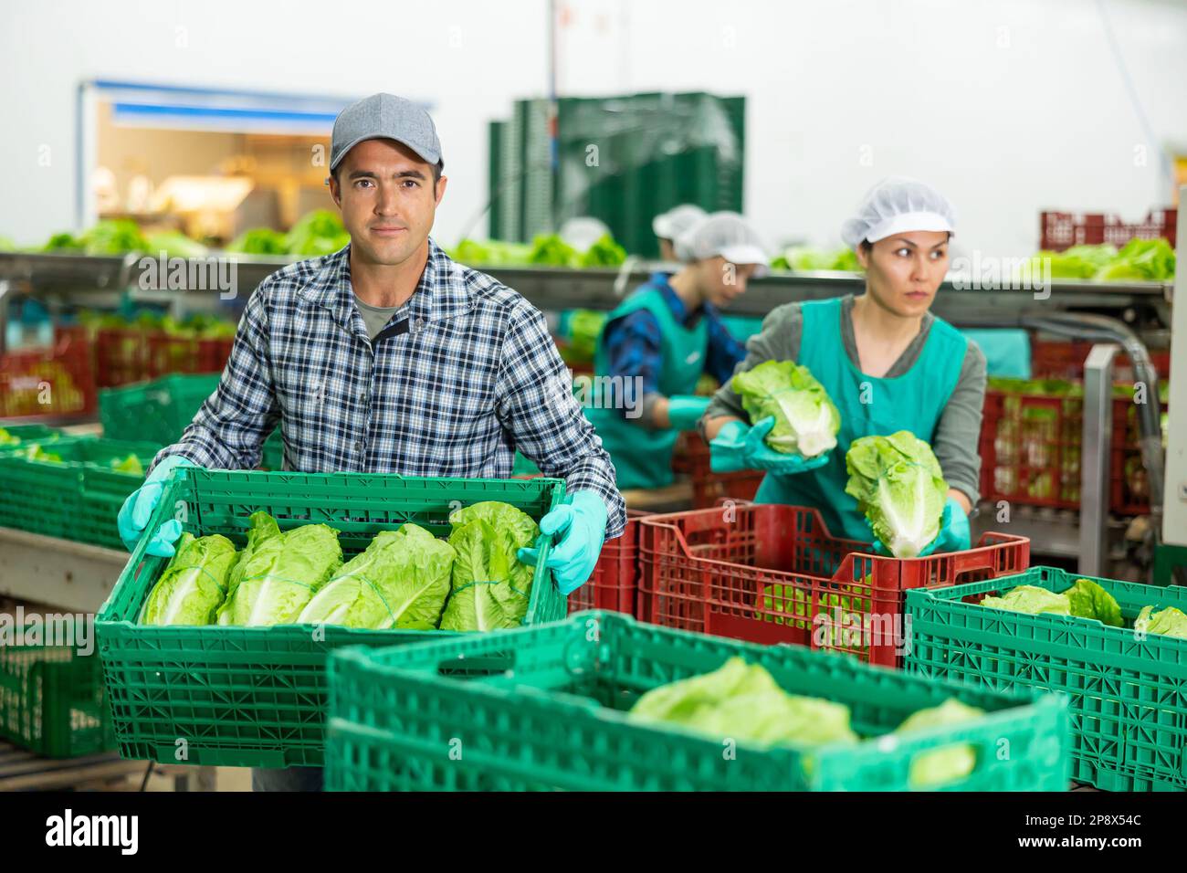 Worker of vegetable sorting factory arranging boxes with lettuce Stock ...