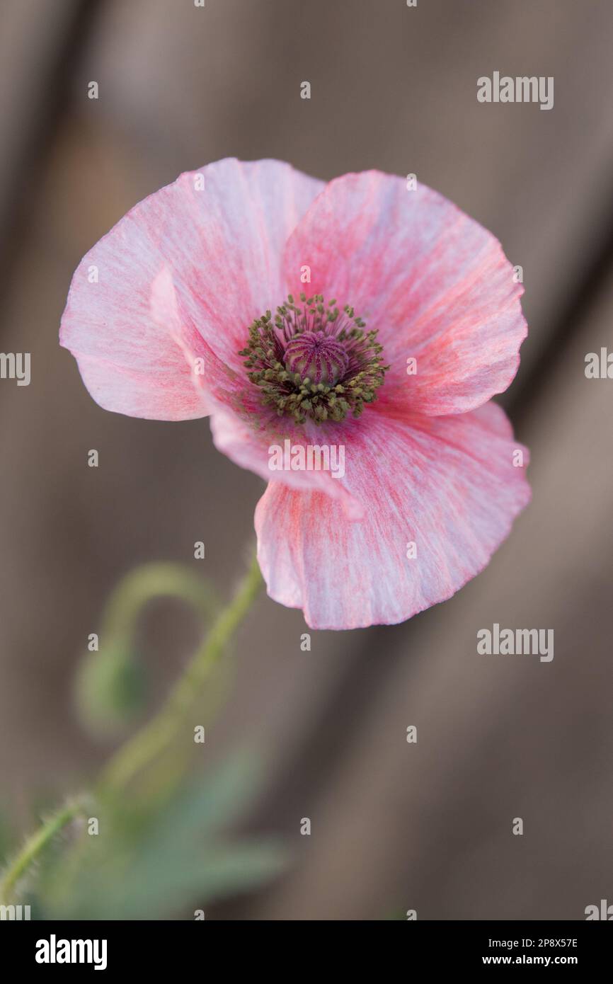 Pink Poppy flower Stock Photo - Alamy