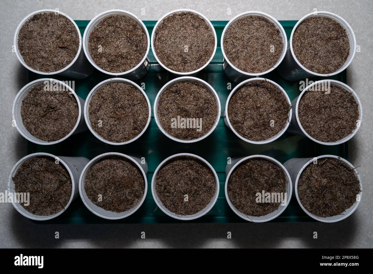 Prepared cups with soil and greens sowing in spring Stock Photo - Alamy