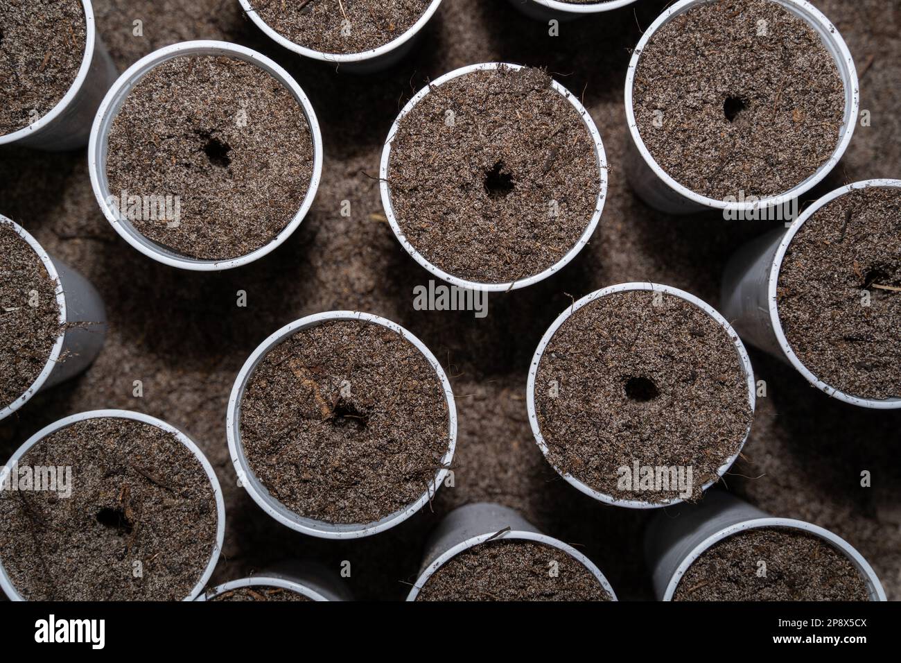 Pots with soil and holes for sowing vegetables in spring Stock Photo ...