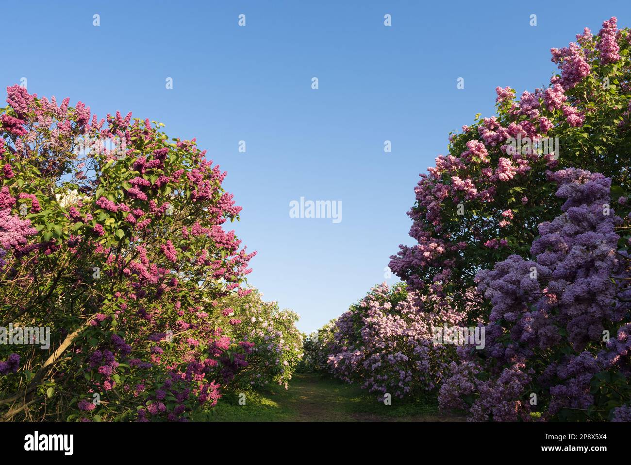 Flowering lilac bushes in a botanical garden. Spring view of sunny day ...