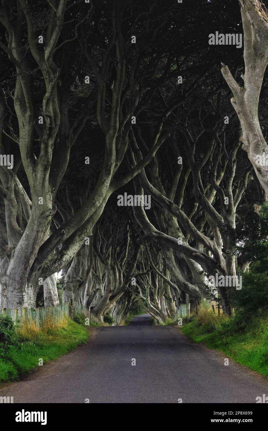 Dark hedges natural avenue hi-res stock photography and images - Alamy