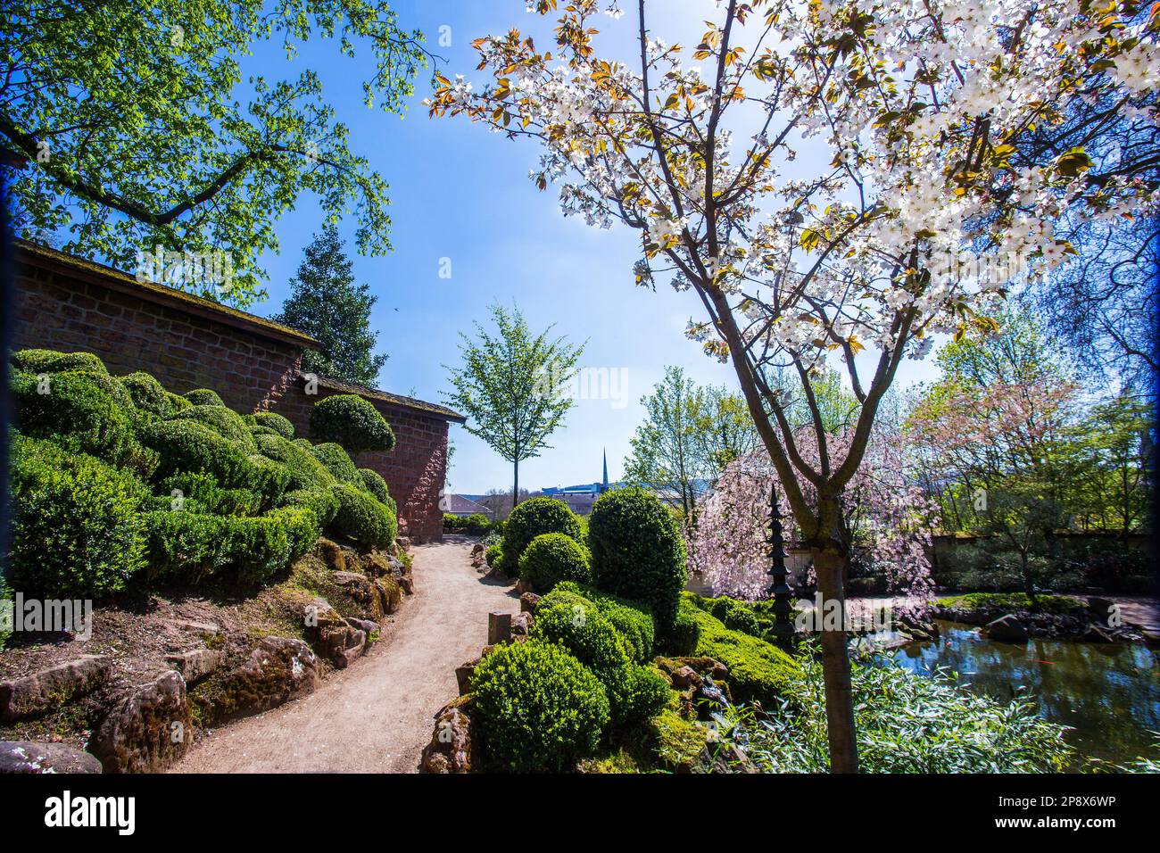 Amazing white cherry blossom and pink cherry blossom (weeping form away ...