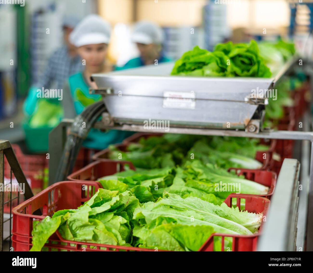 Fresh lettuce in boxes on the sorting line of vegetable processing ...