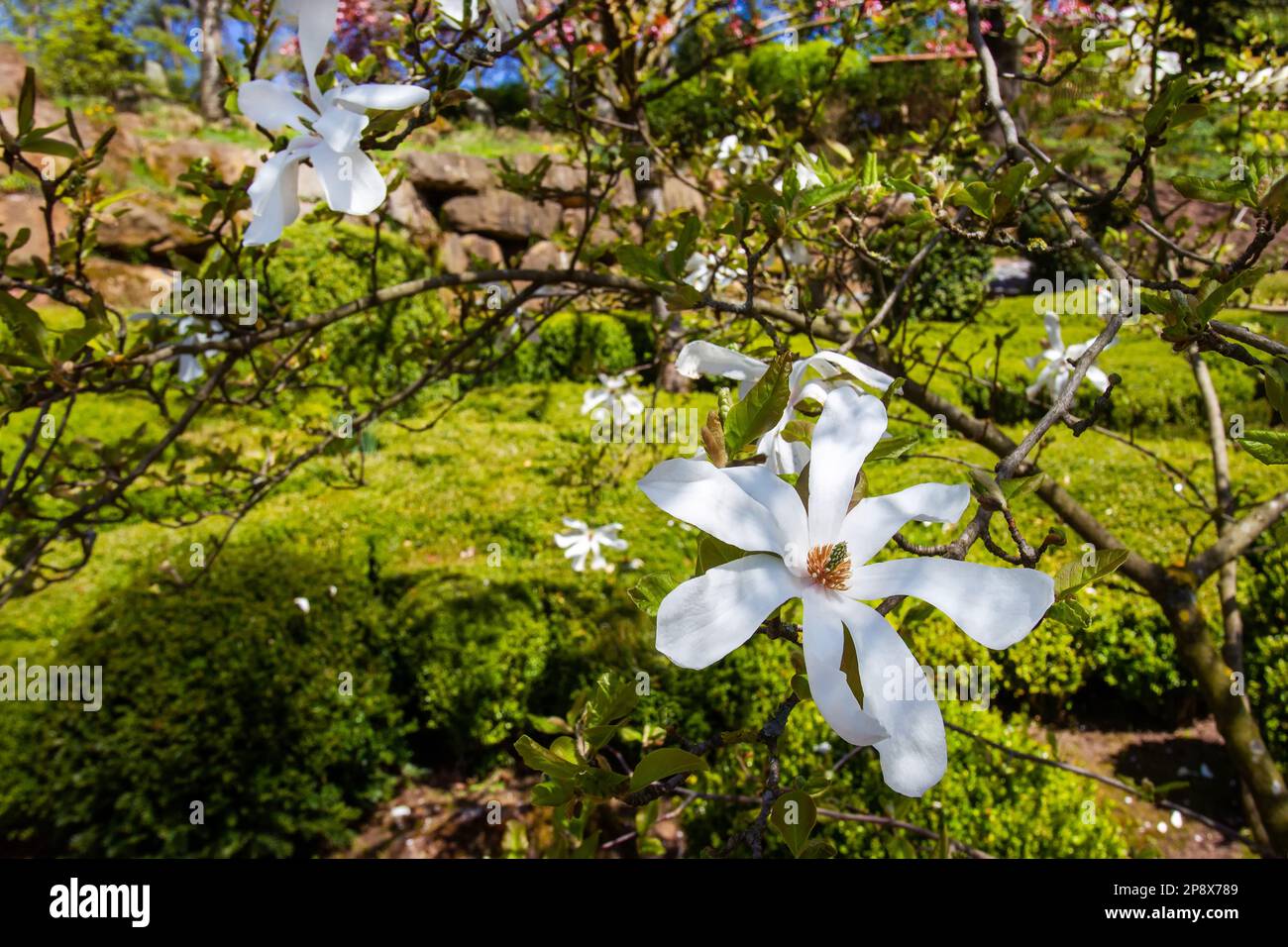 Amazing white magnolia flower with huge petals (pink cherry blossoms in ...