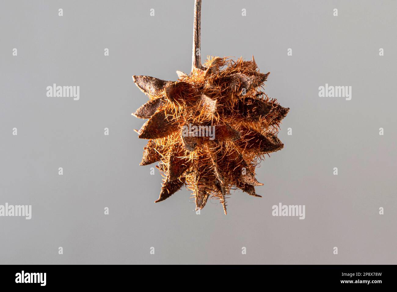 Glycyrrhiza glabra seed on a light grey background Stock Photo - Alamy