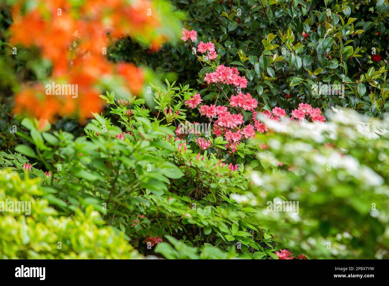 Amazing pink and orange rhododendron flowers in Parc Monceau in the ...