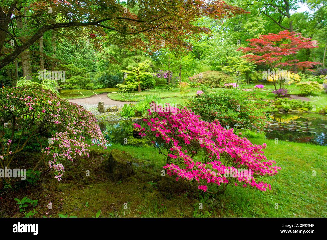 Magenta and pink rhododendron bush blossoms on foreground and Japanese ...