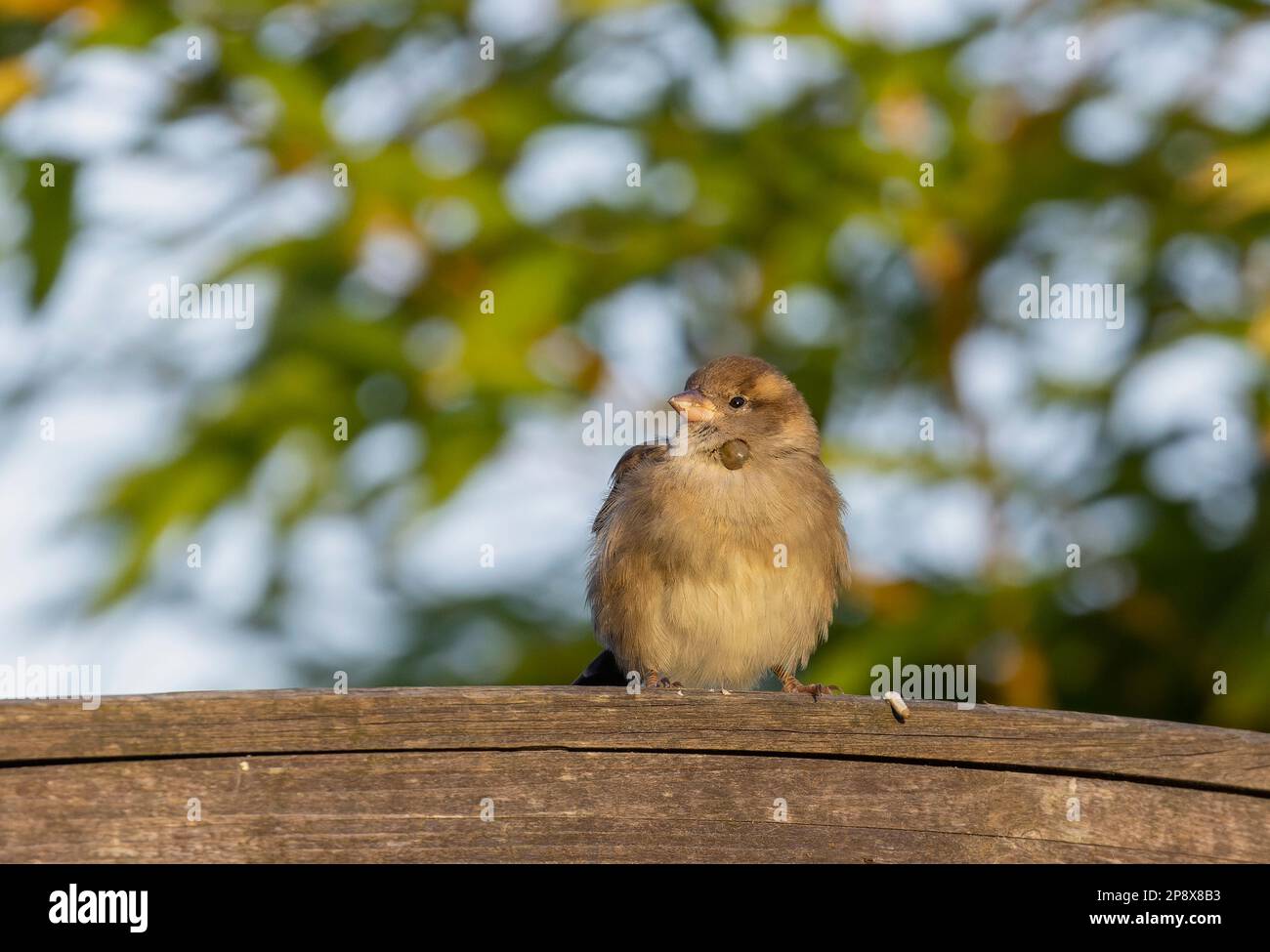 Bird with cyst visible in throat area, likely caused by ingrown feather ...