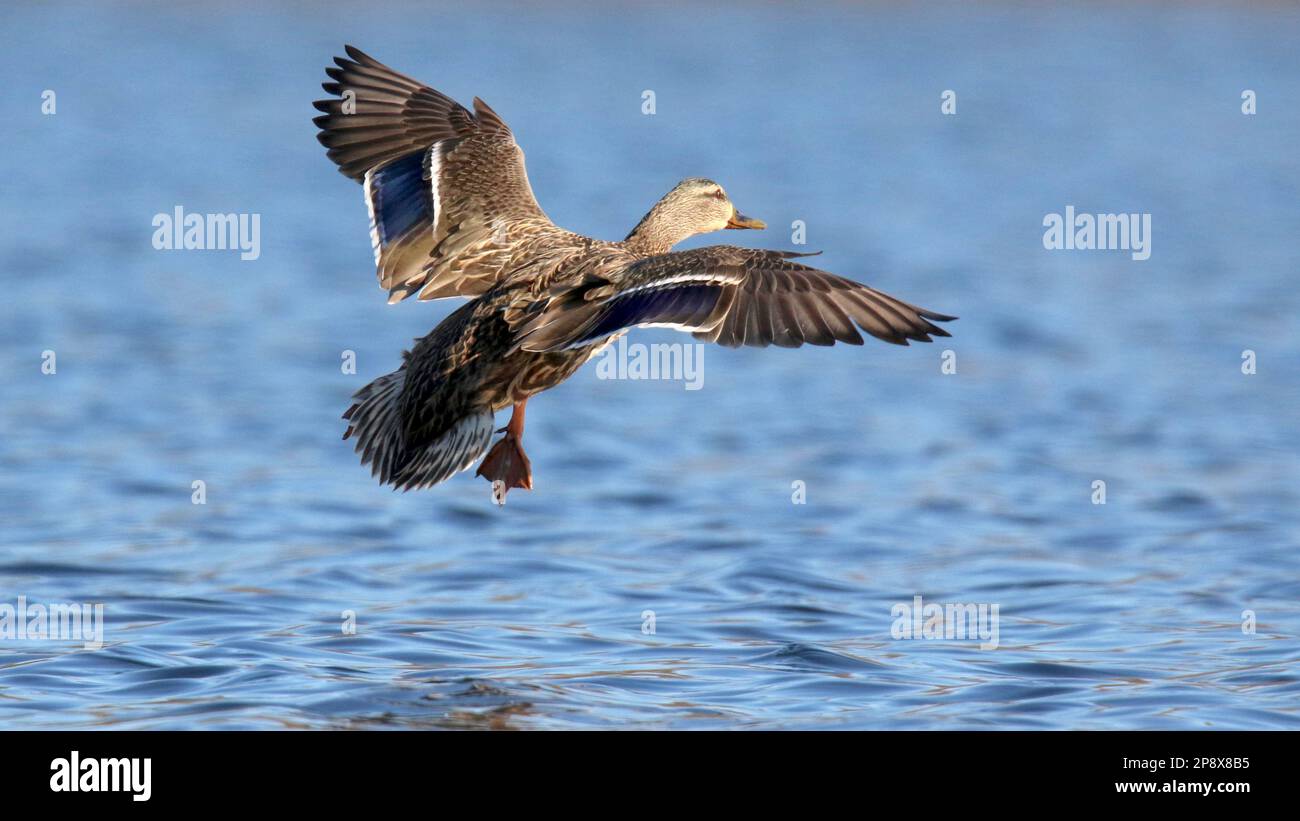 Duck flying over water hi-res stock photography and images - Alamy