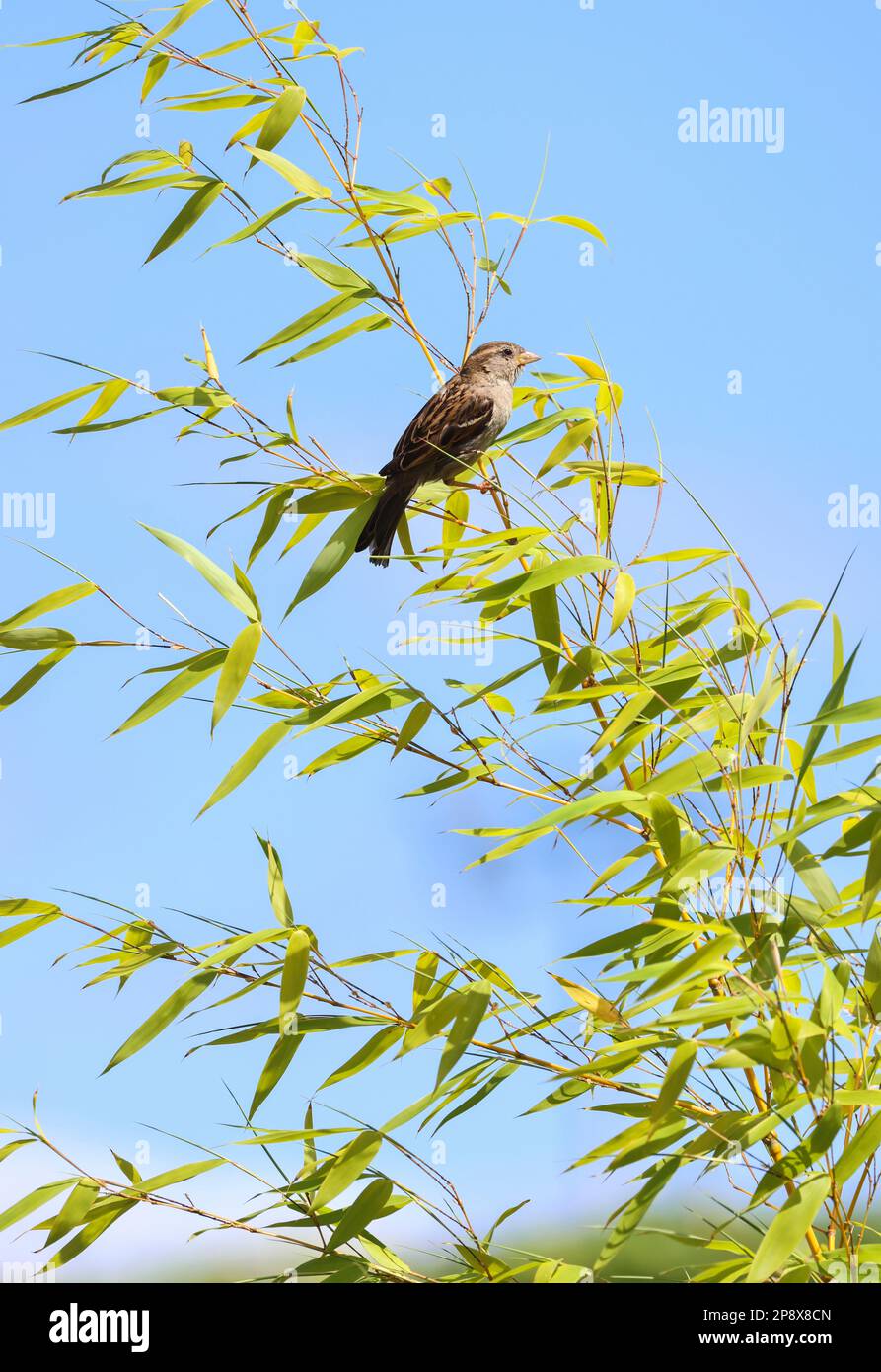 Sparrow bird "Passer domesticus" perched on bamboo branch with green ...