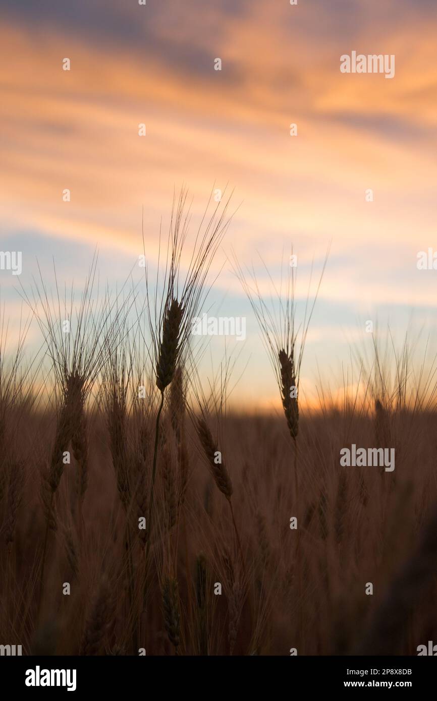 Wheat field at sunset Stock Photo - Alamy