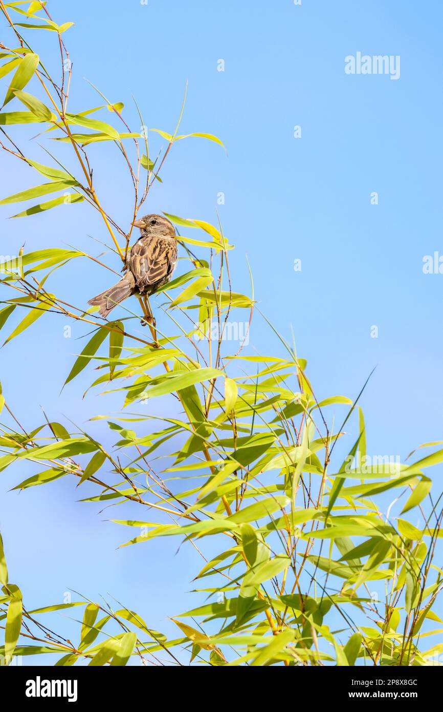 Sparrow bird "Passer domesticus" perched on bamboo branch with green ...