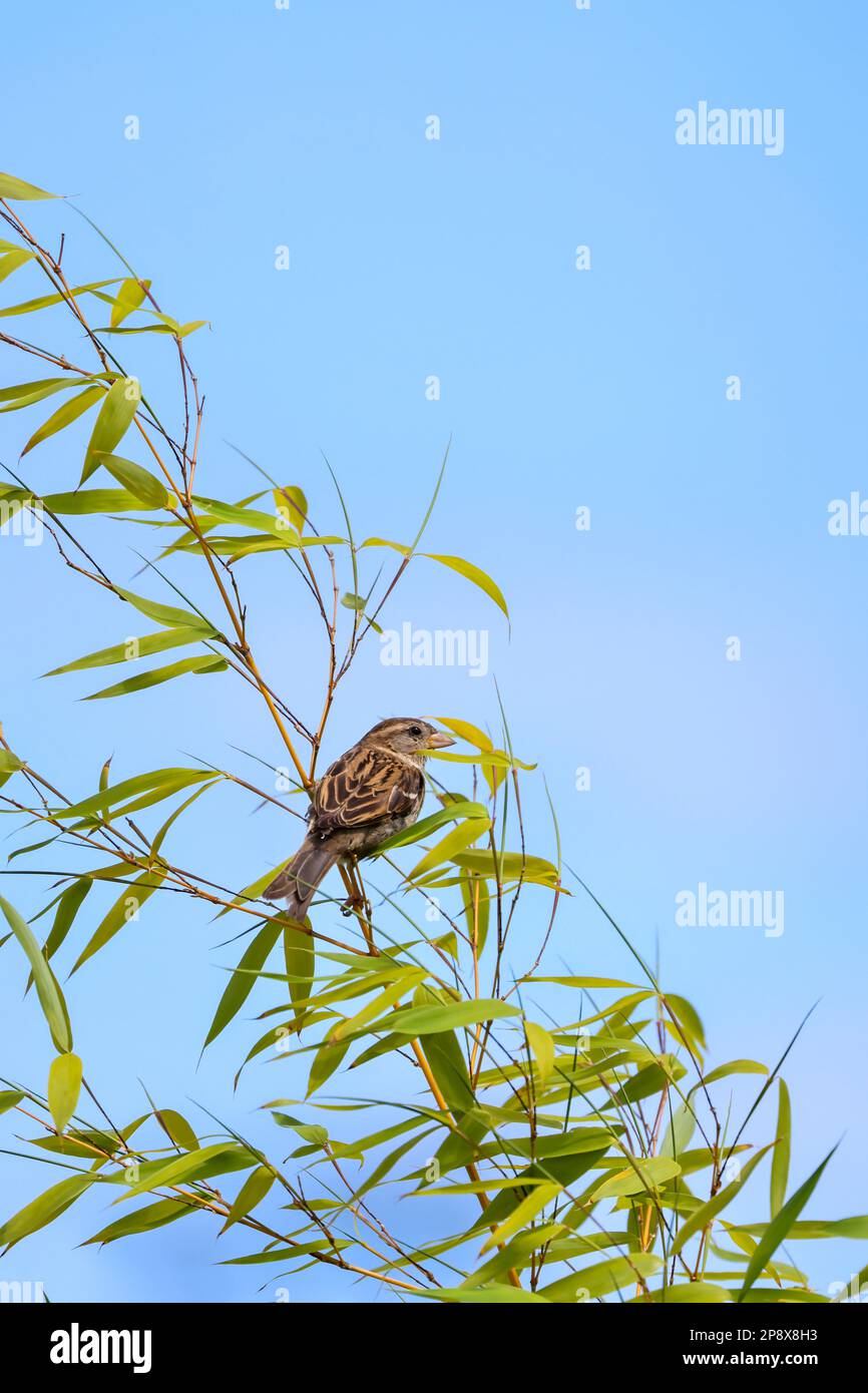 Sparrow bird "Passer domesticus" sitting on bamboo branch with green ...