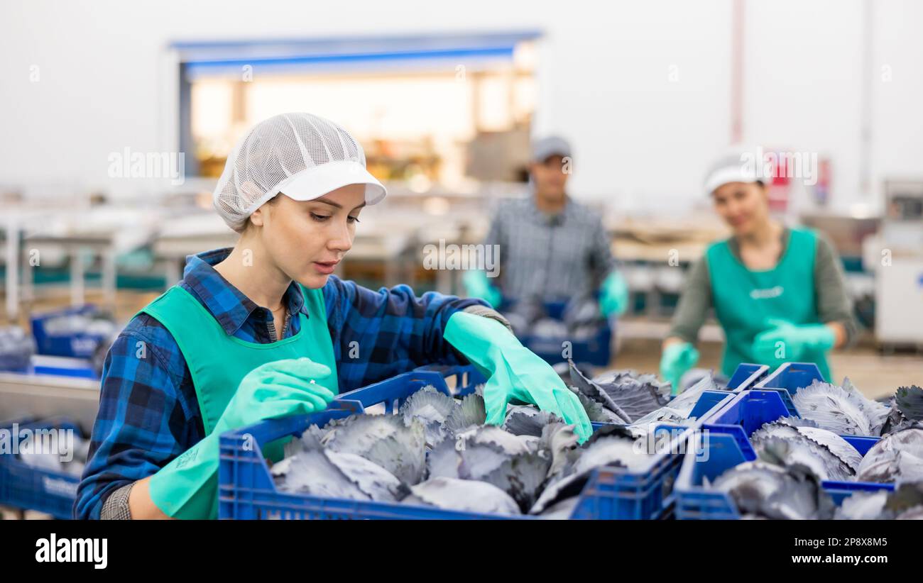Female worker sorting red cabbage on vegetable processing factory Stock ...