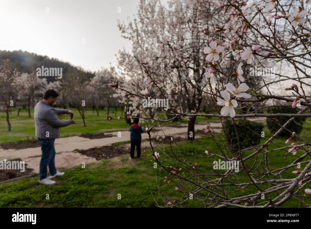 A man takes pictures of a kid past a bloomed almond tree inside a ...