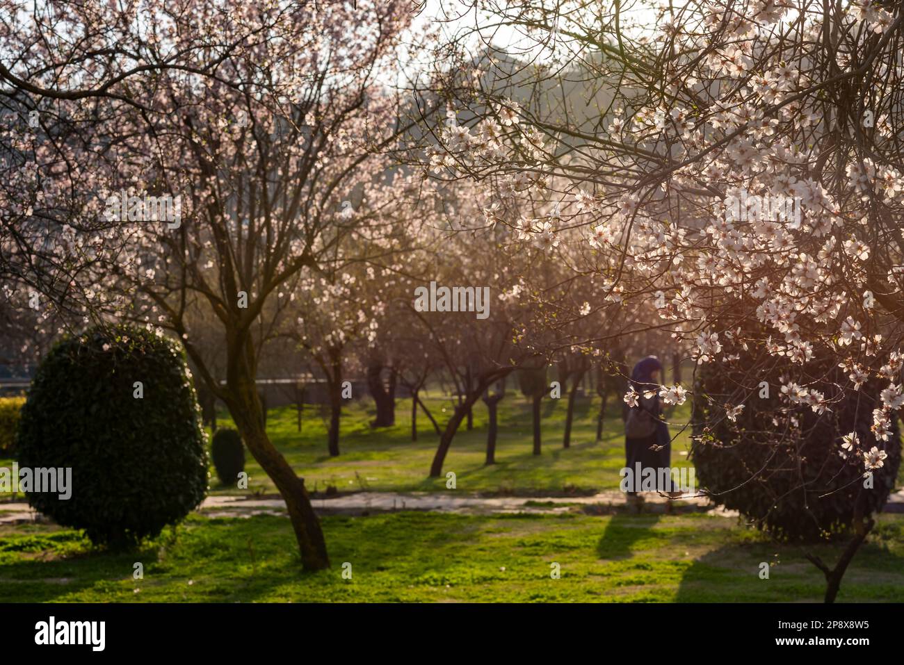A view of flowers of almond trees in blossom during spring in Srinagar ...