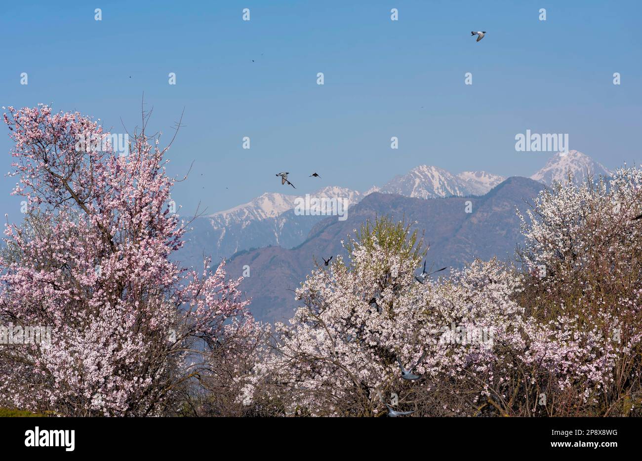 A view of flowers of almond trees in blossom with a backdrop of snow ...