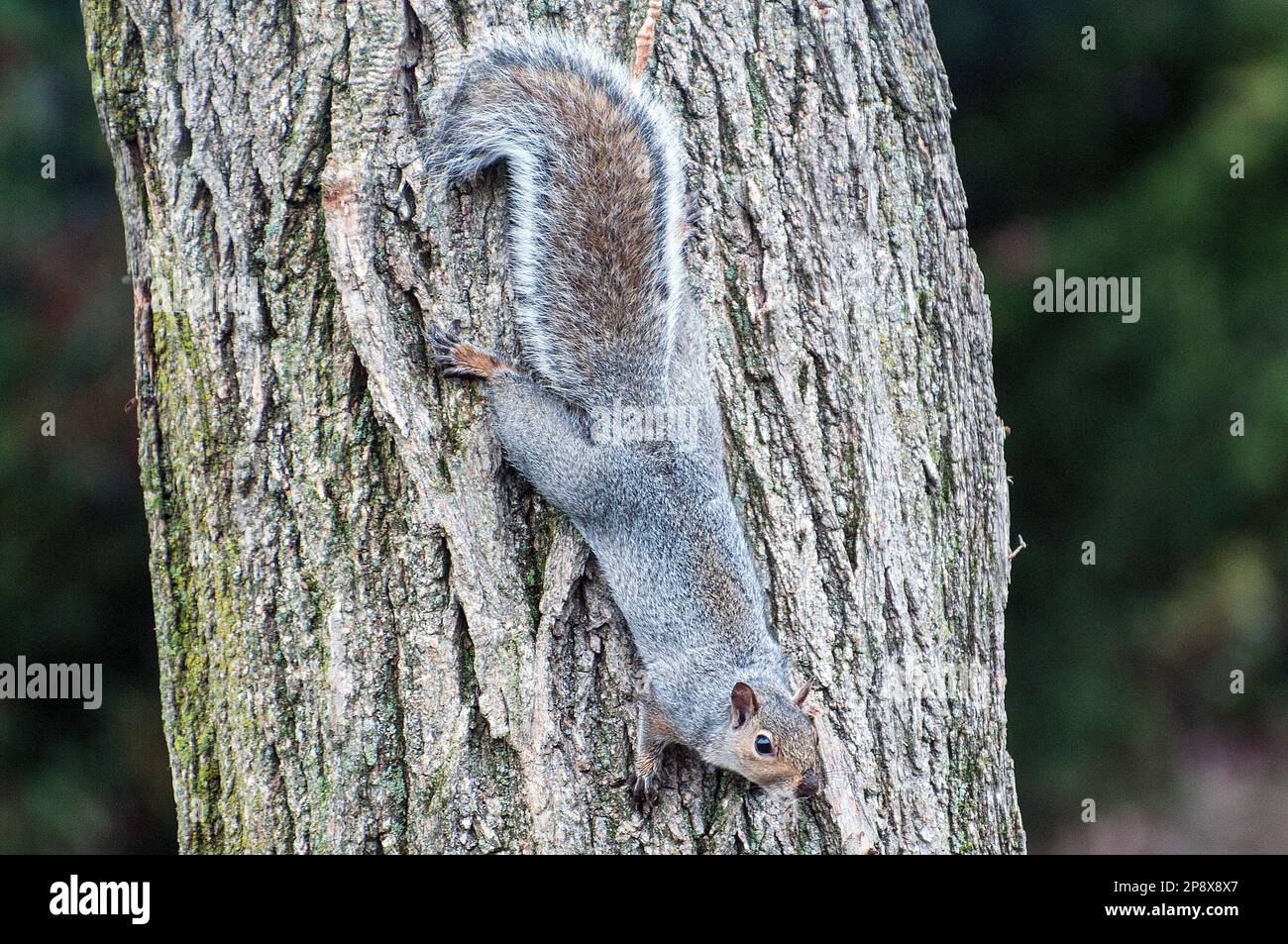Eastern gray squirrel climbing down tree Stock Photo - Alamy