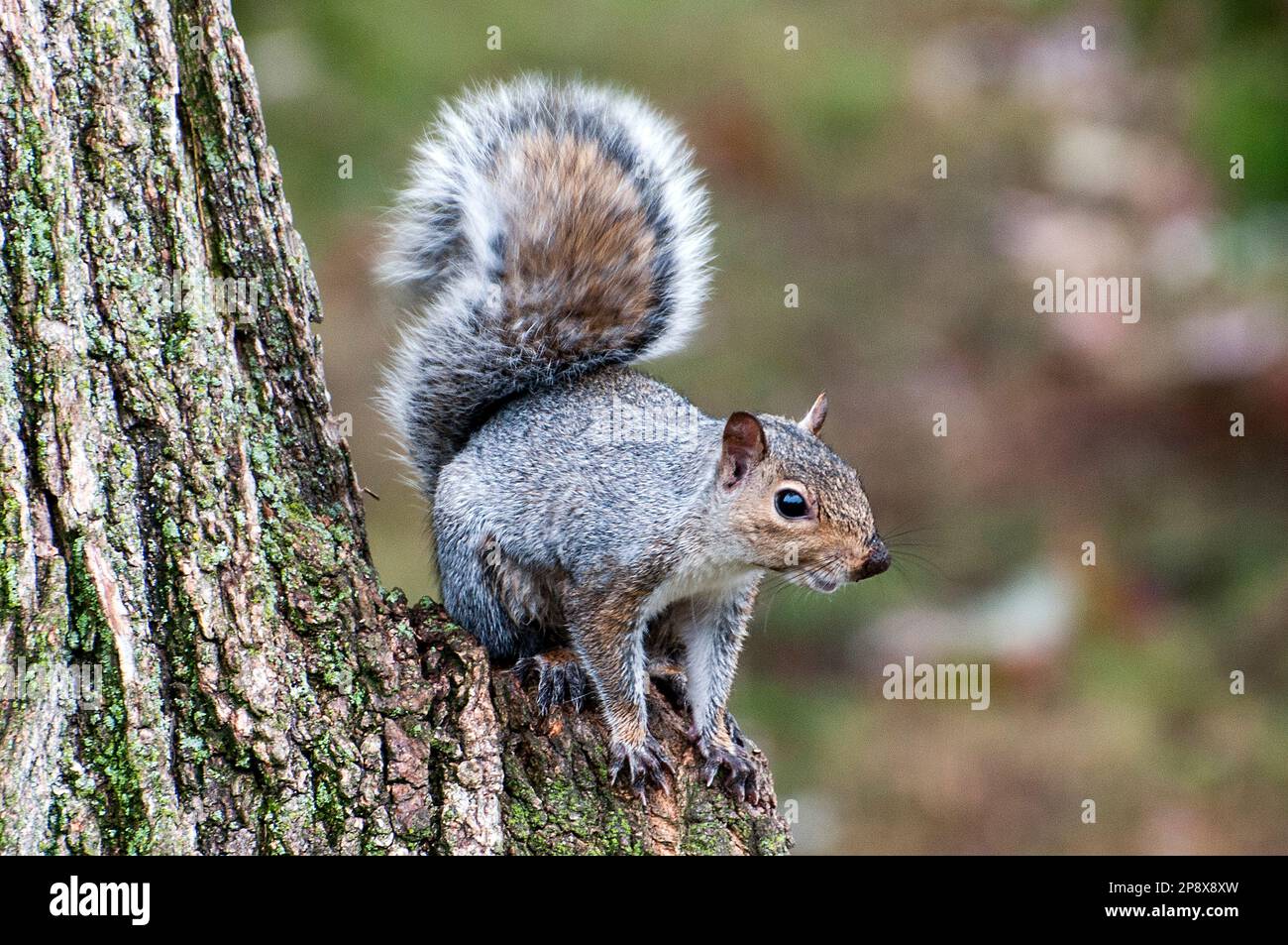 Eastern gray squirrel resting on tree stump looking right Stock Photo ...