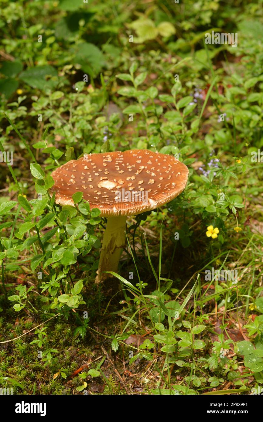 set of plants, flowers and trees in Ukraine Stock Photo - Alamy