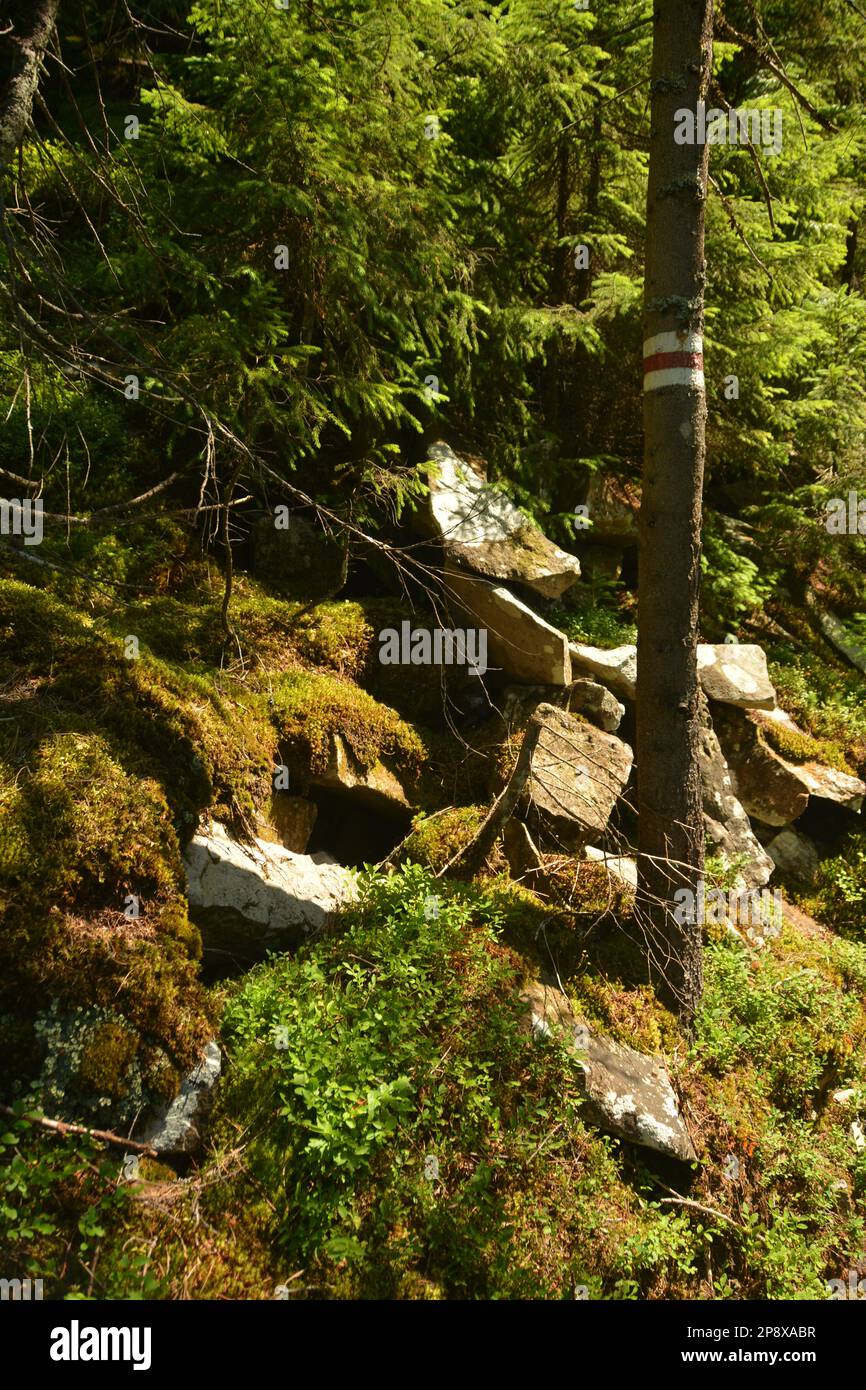 set of plants, flowers and trees in Ukraine Stock Photo - Alamy