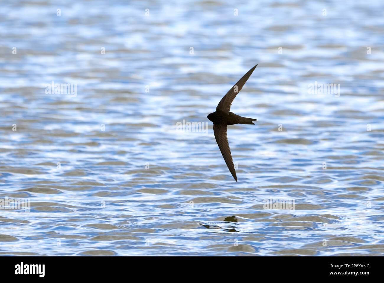 Common swift bird in flight above the water (Apus apus Stock Photo - Alamy