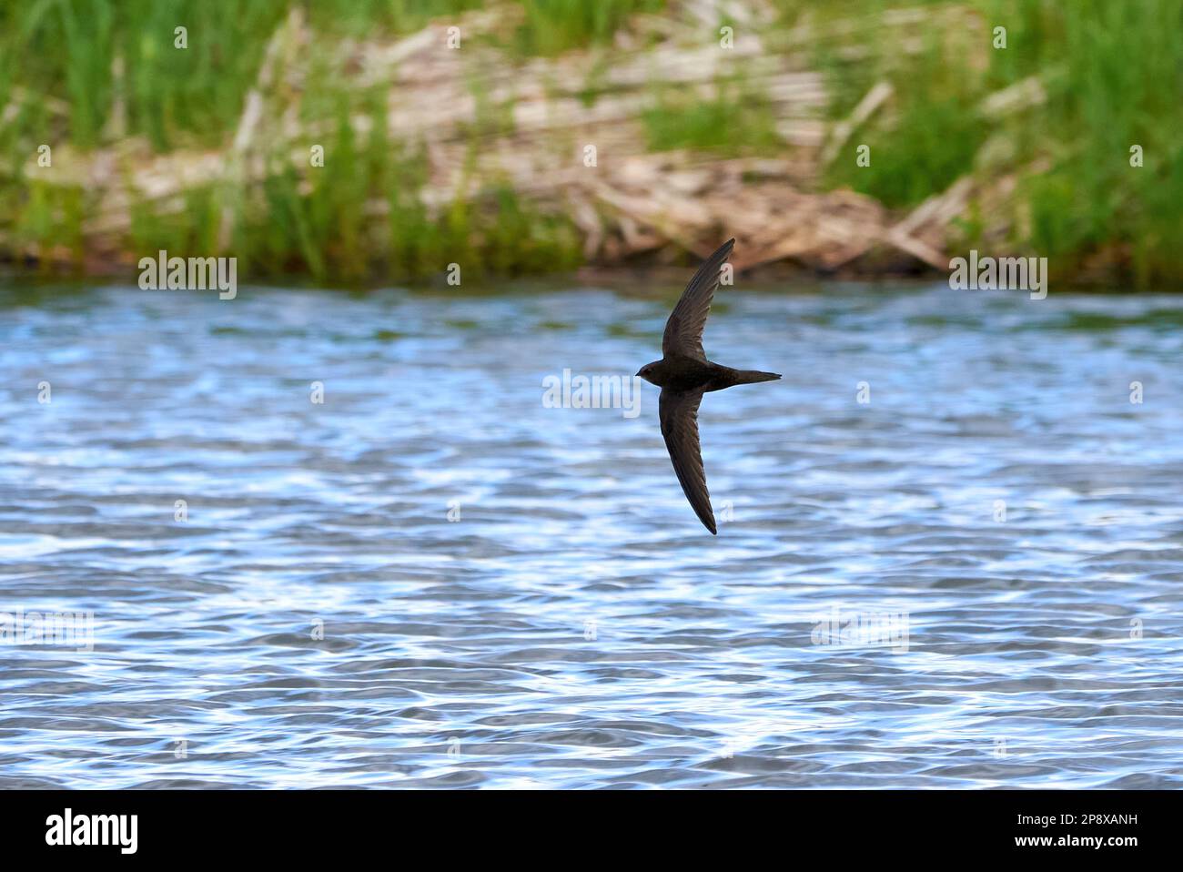 Common swift bird in flight above the water (Apus apus Stock Photo - Alamy