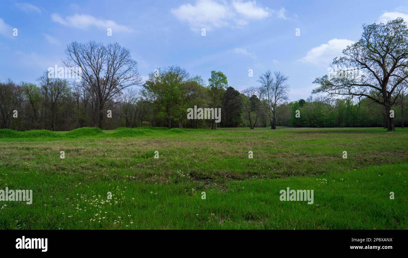 Trees and open grassland hi-res stock photography and images - Alamy