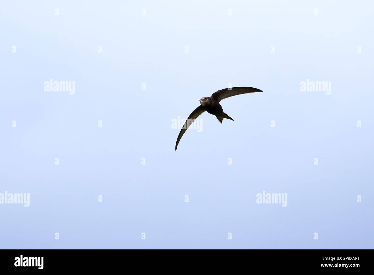 Common swift bird in flight (Apus apus Stock Photo - Alamy