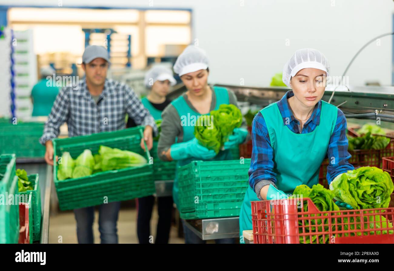 Female employee of sorting factory packing lettuce into boxes Stock ...