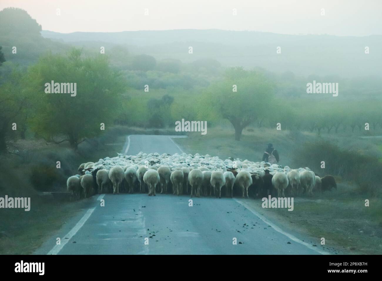 Shepherd crossing road with flock of sheep in foggy day, Zaragoza, Aragon, Spain Stock Photo - Alamy