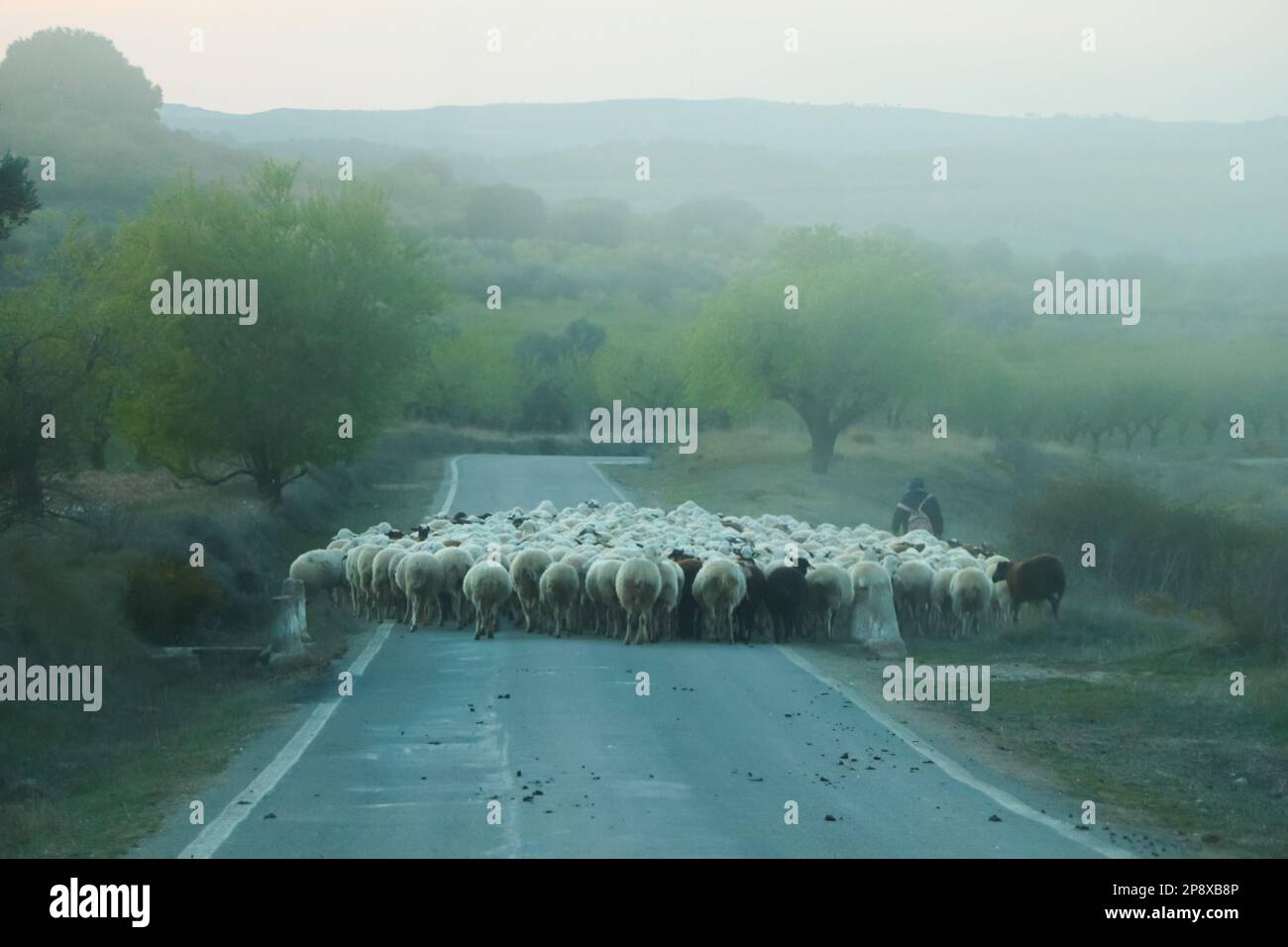 Sheep crossing road hi-res stock photography and images - Alamy