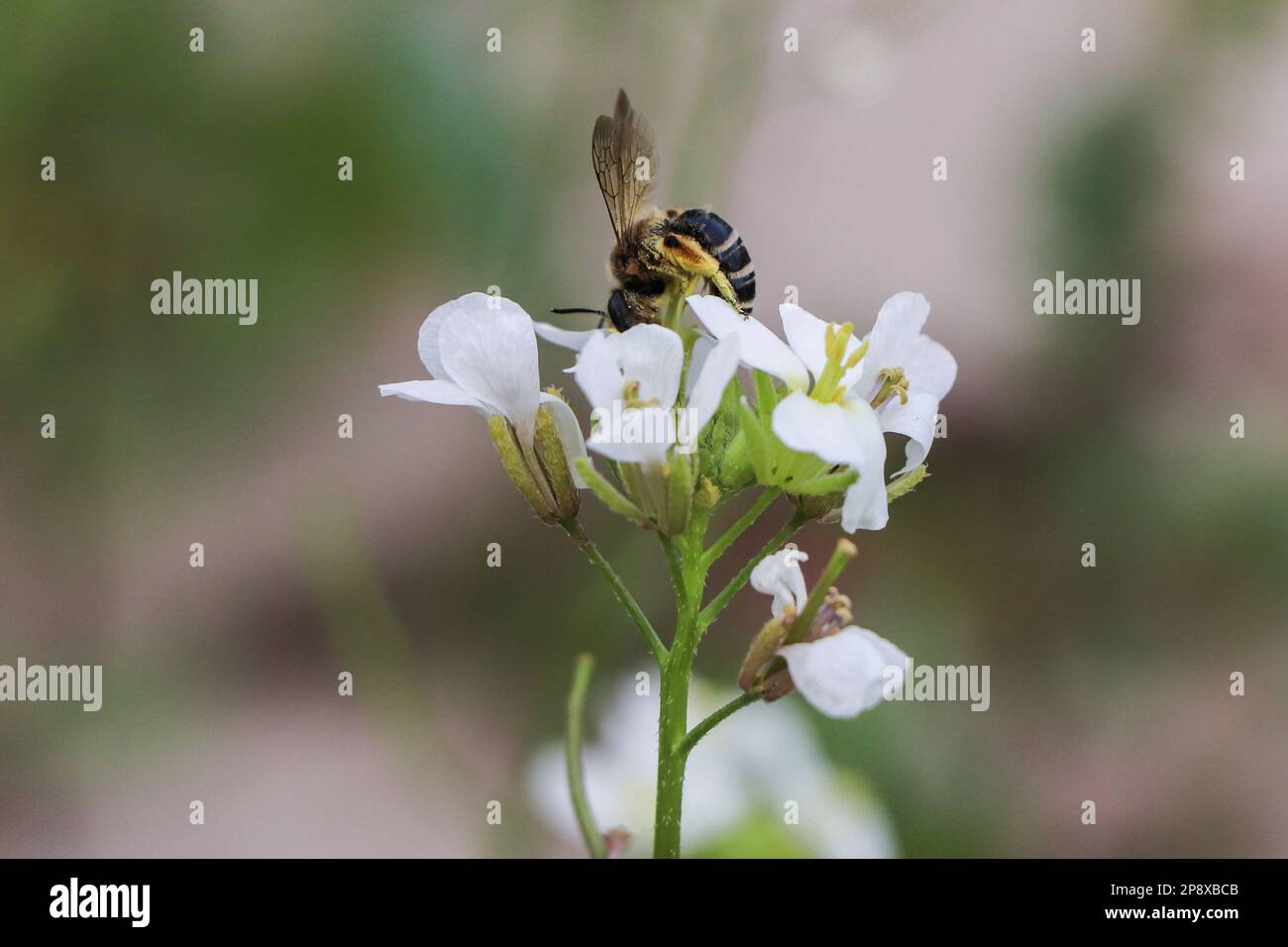 Bee on flower, Ainzon, Aragon, Spain Stock Photo - Alamy