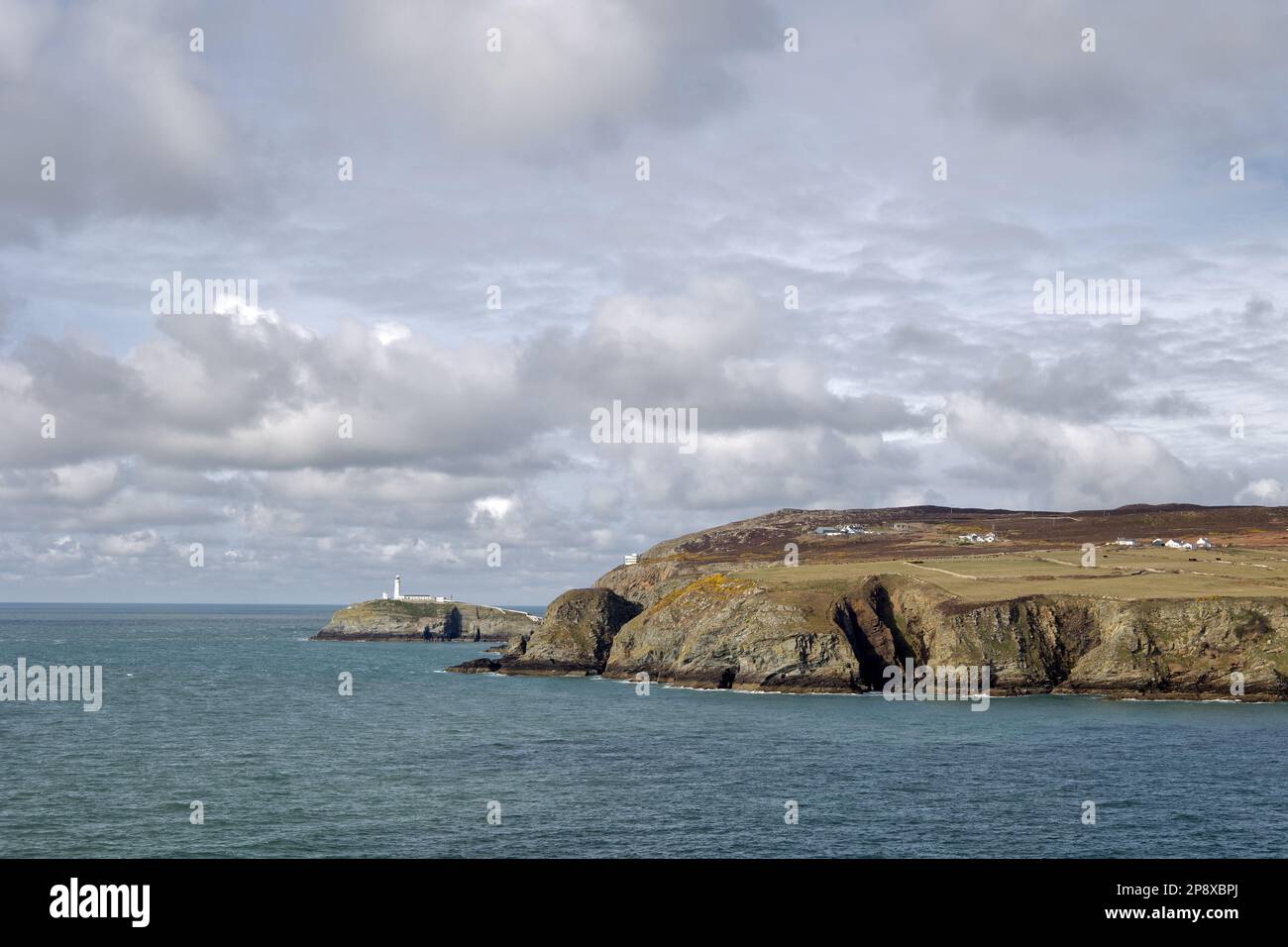 Holyhead mountain birds hi-res stock photography and images - Alamy