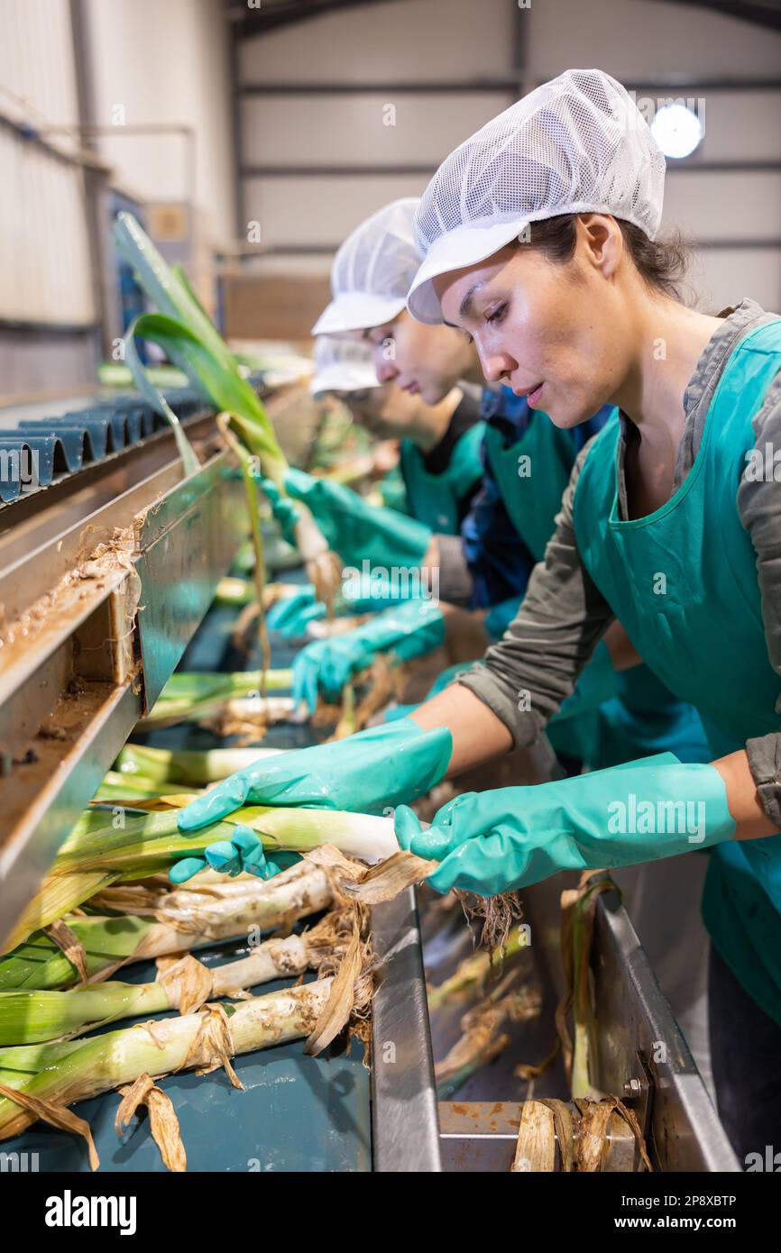 Workwoman peeling green onions on conveyor belt at sorting factory ...