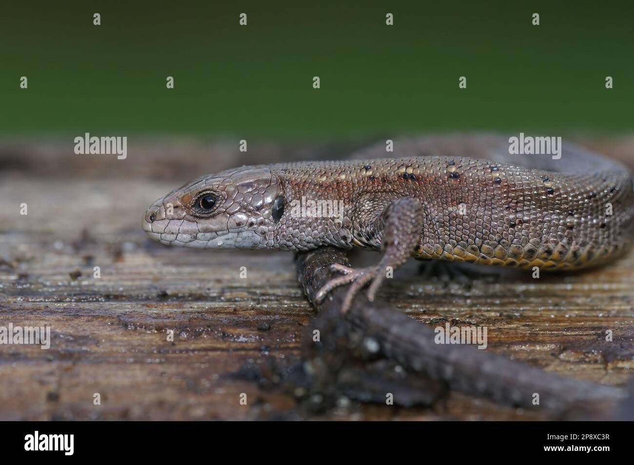 Natural closeup on an adult European live bearing lizard, Zootoca ...