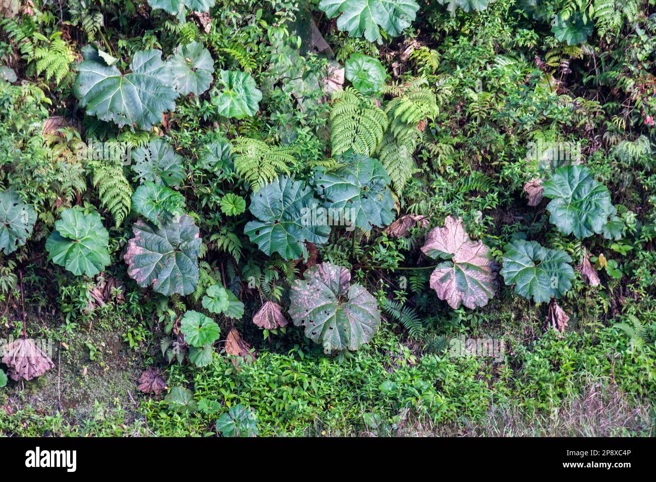Santo Domingo, Costa Rica - Poor Man's Umbrella (Gunnera insignis ...