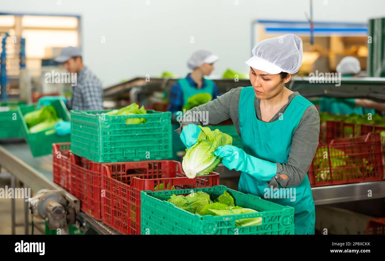 Asian woman working in vegetable factory Stock Photo - Alamy