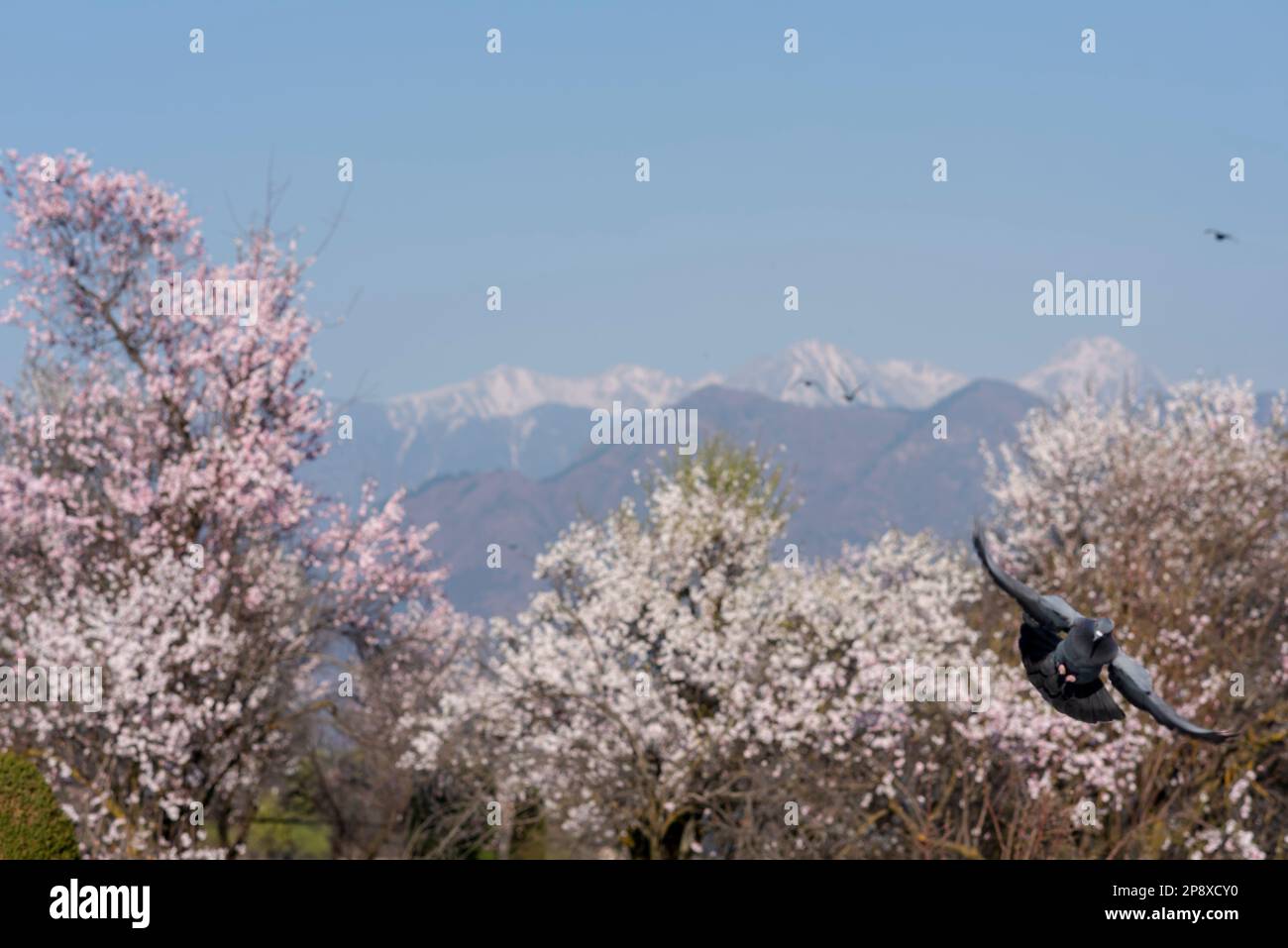 March 9, 2023, Srinagar, Jammu and Kashmir, India: A pigeon flies past ...