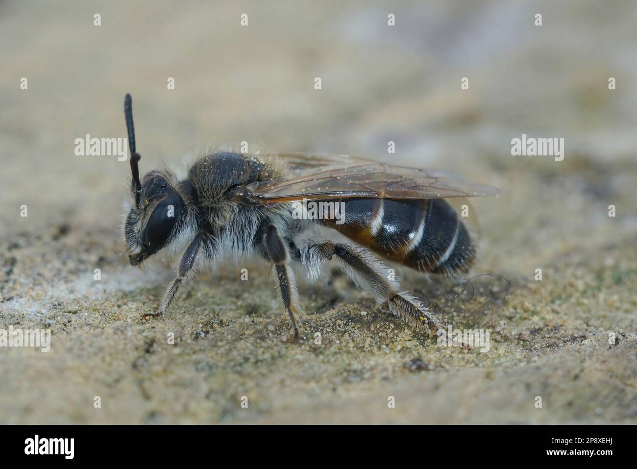 Detailed closeup of a female red-belied miner mining bee, Andrena ...