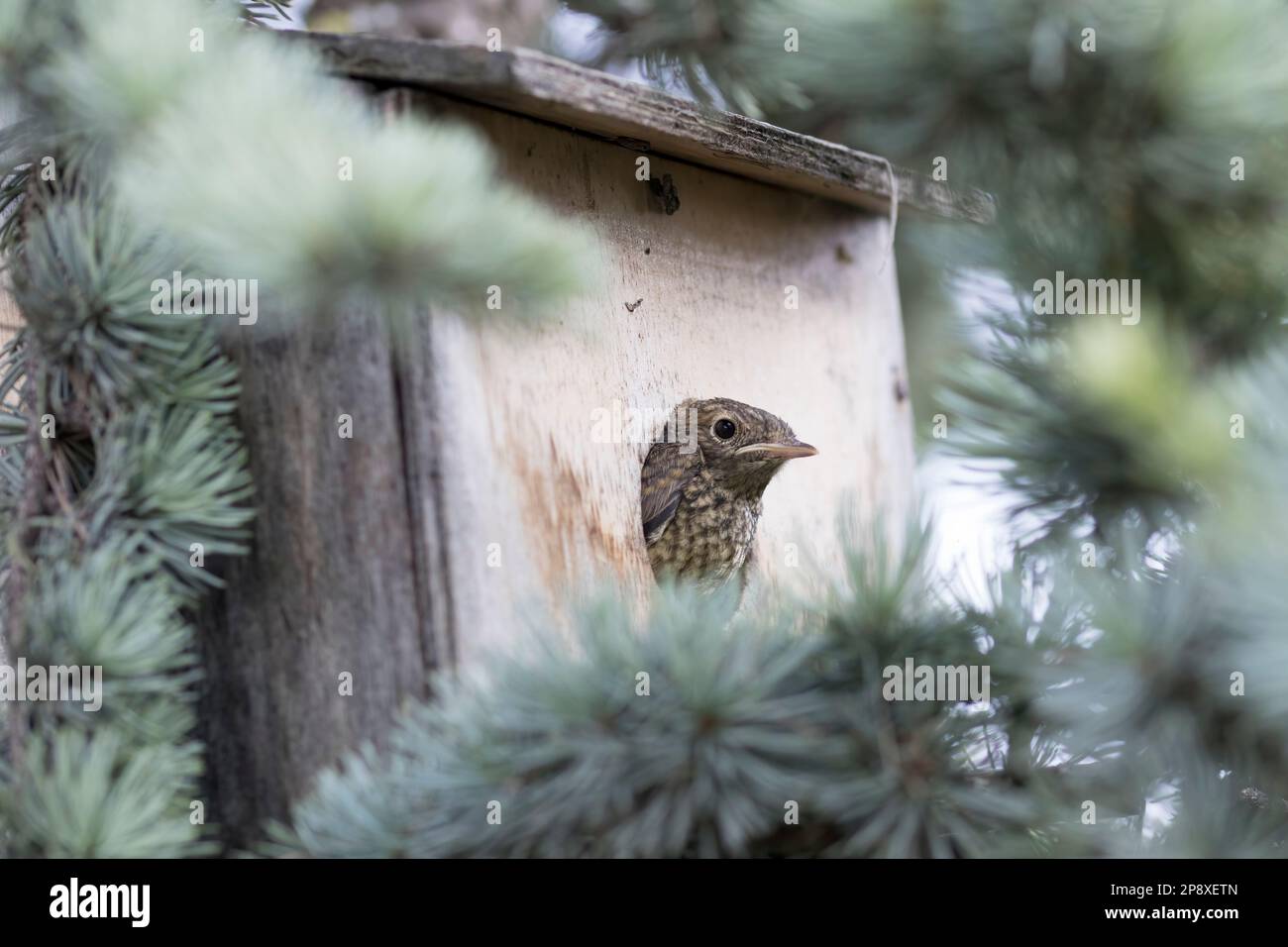 A Tender View of Nature: The Common Redstart Chick peeks out of Its ...