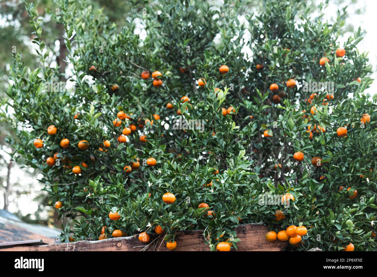 An orange clementine satsuma tree blooming with fruit in the winter ...