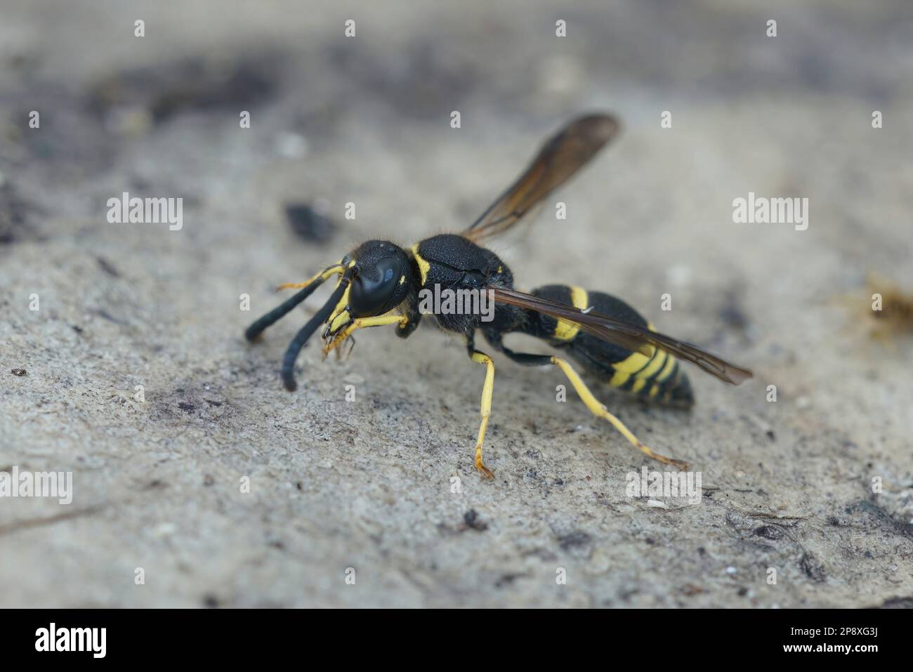 Detailed closeup of the Early mason wasp, Ancistrocerus nigricornis ...