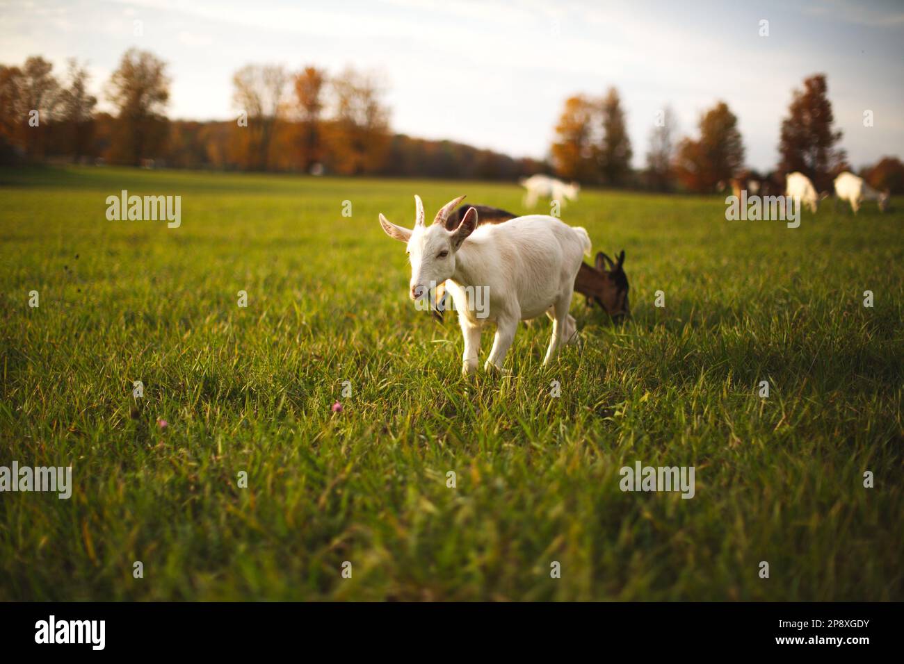 A landscape of a herd of goats grazing in a grassy field under the ...