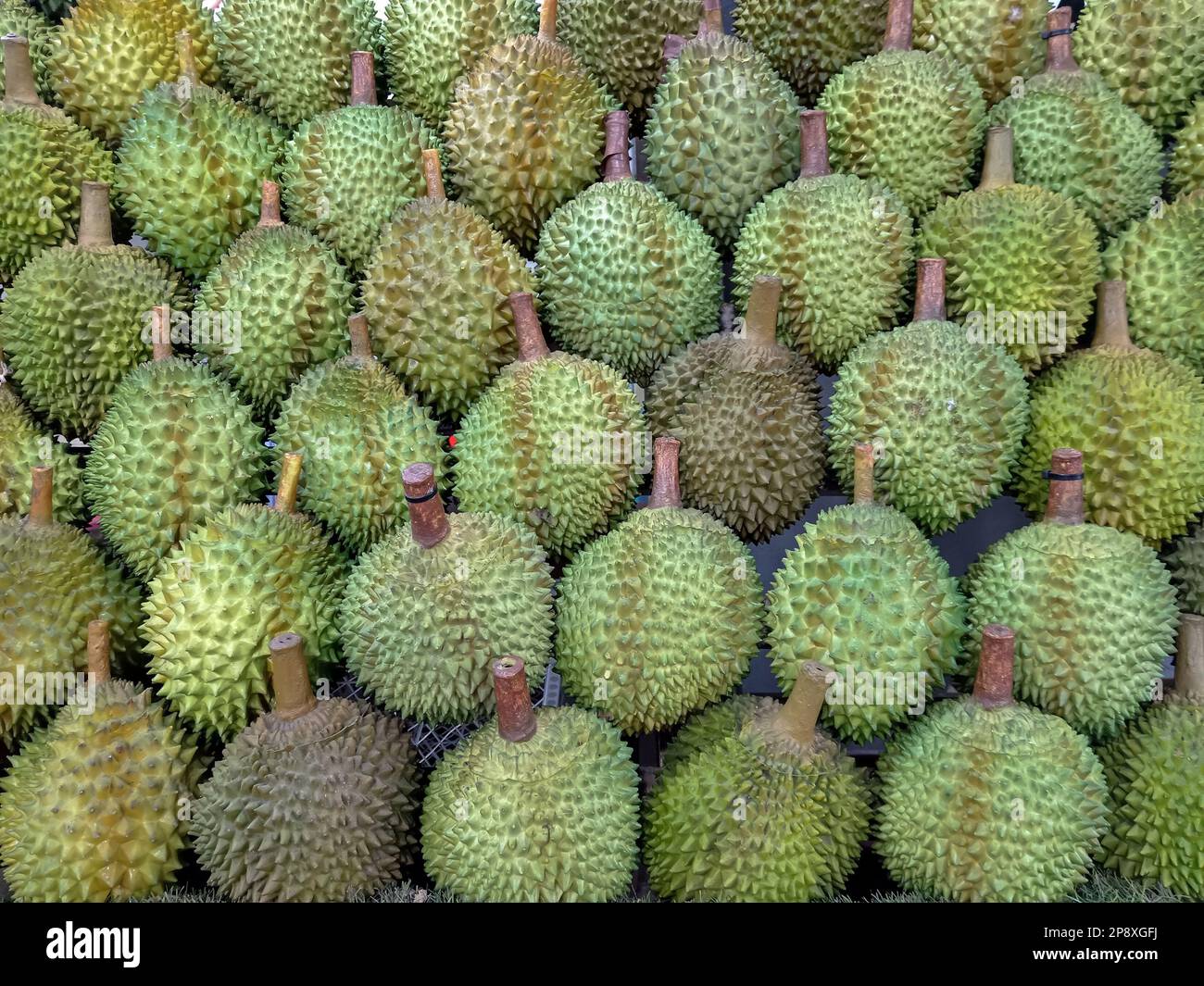 Organic ripe durian fruit in an Asian market. The durian is cultivated ...