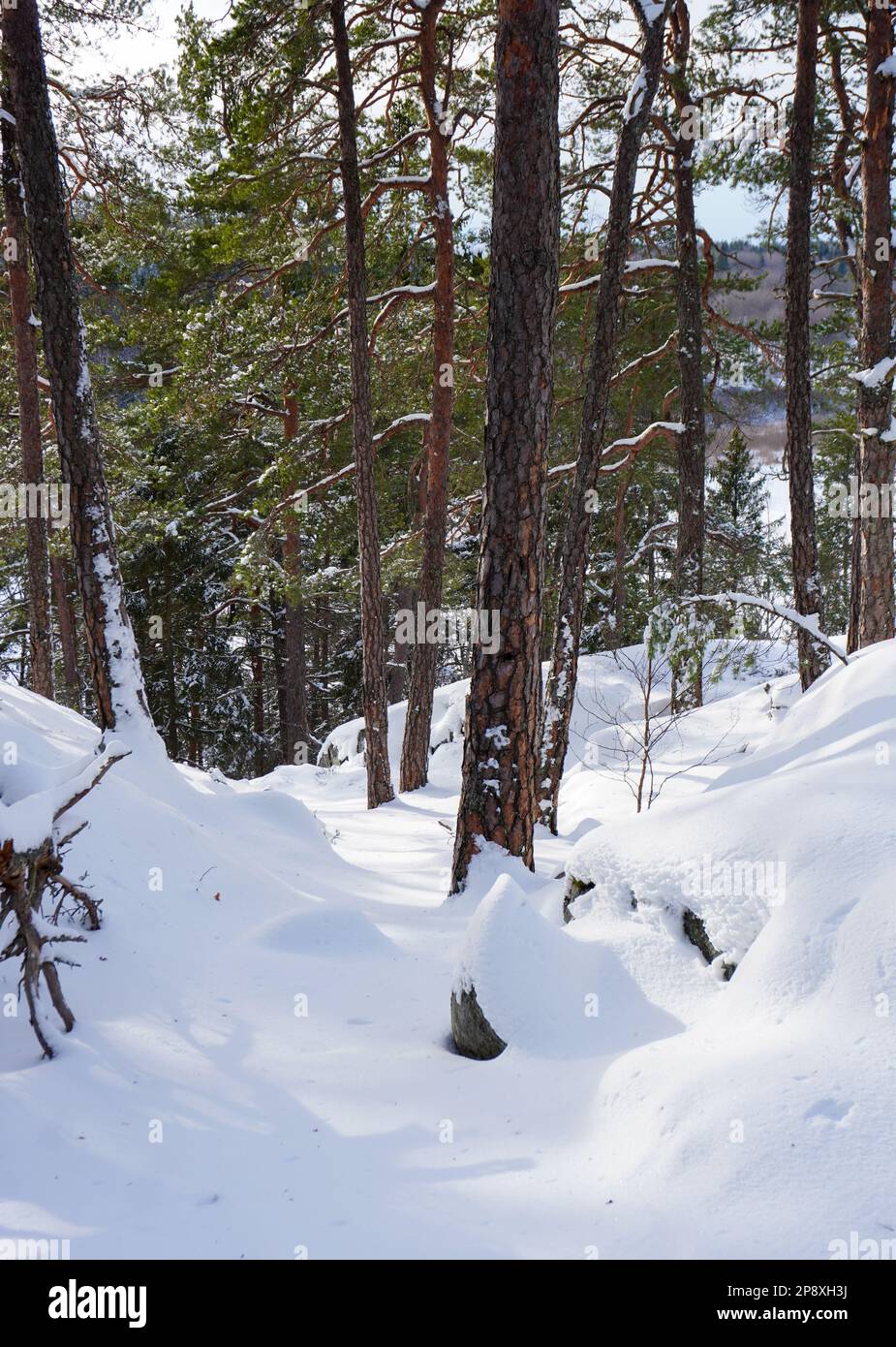 Snow covered vegetation during winter hi-res stock photography and ...