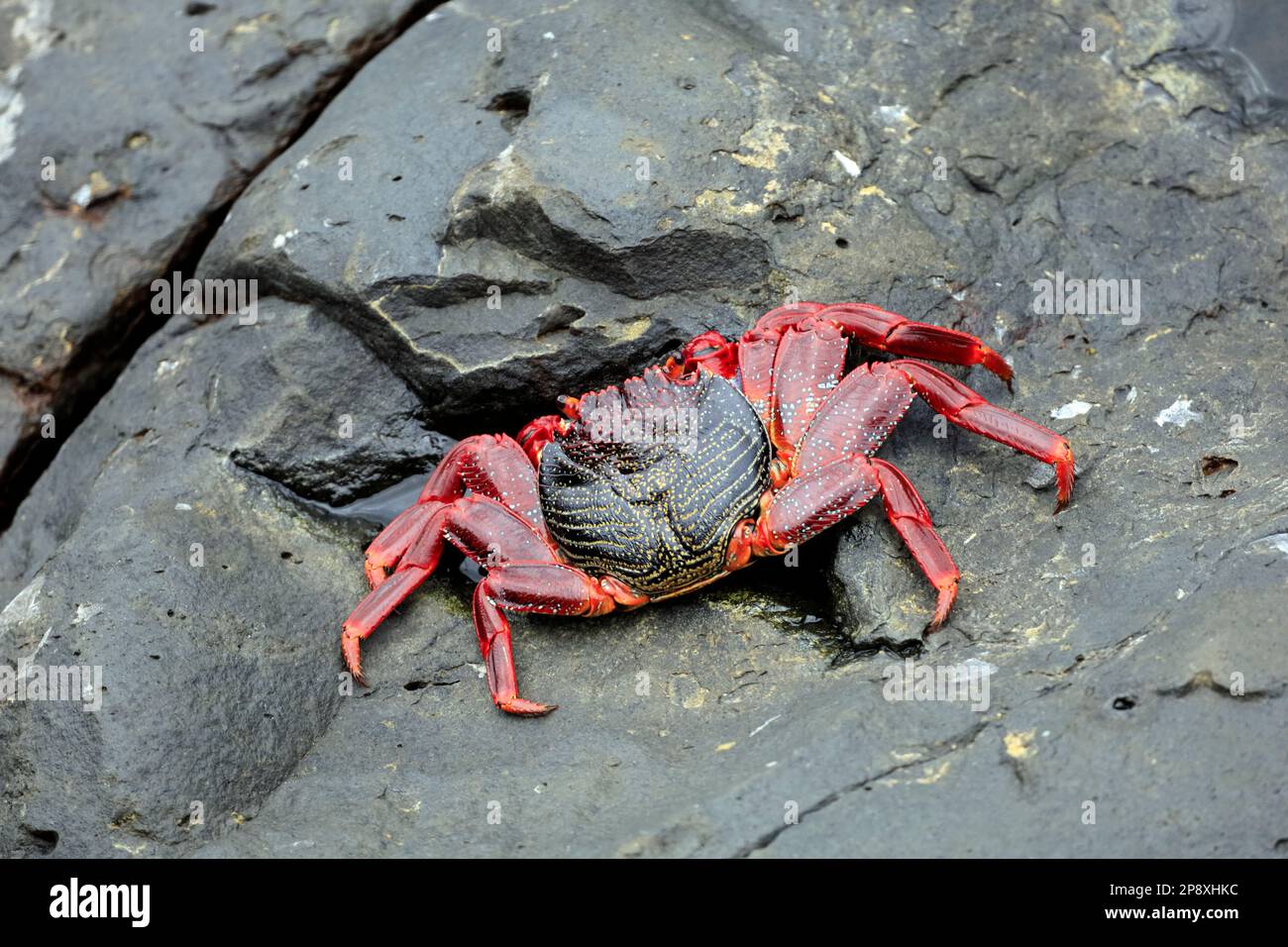 Grapsus adscensionis - Atlantic Rock Crab, Lanzarote. Taken February ...